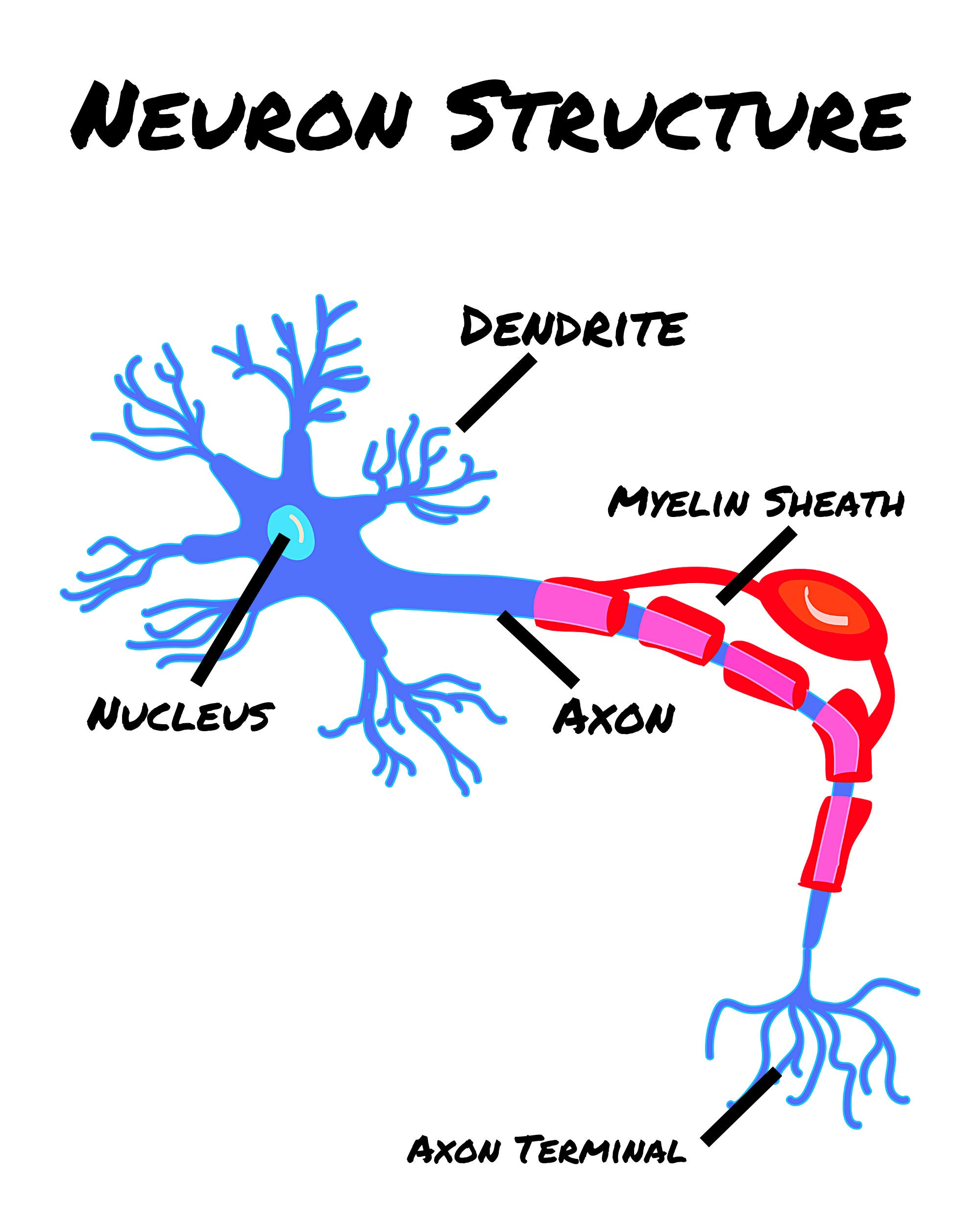 Neuron Poster,educational Print, Printable Wall Art, Montessori ...