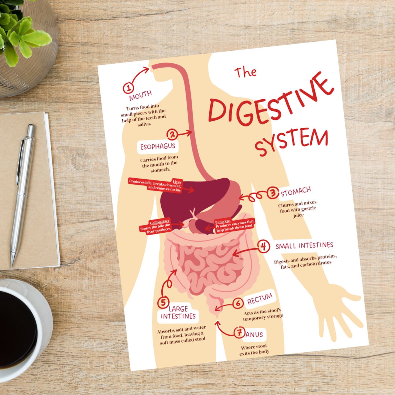 The Digestive System Poster, Anatomy Poster, Classroom Poster, Organs ...