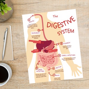 The Digestive System Poster, Anatomy Poster, Classroom Poster, Organs of the Body, Bodily ...