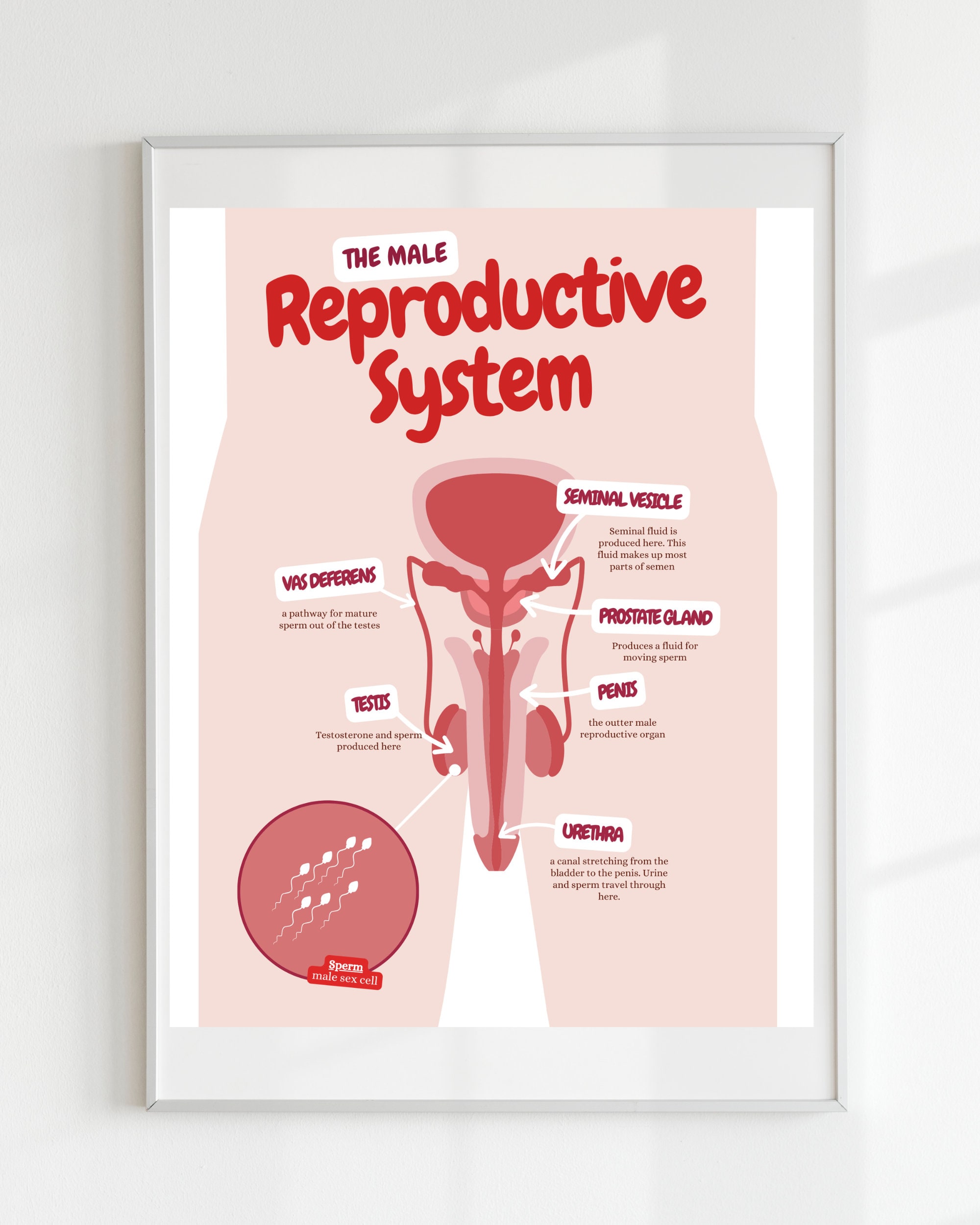 The Reproductive System Poster, Male Reproduction, Anatomy Poster ...