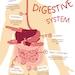 The Digestive System Poster, Anatomy Poster, Classroom Poster, Organs ...