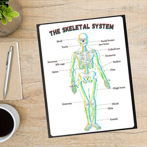 The Skeletal System Poster, Anatomy Poster, Educational Print ...