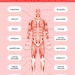 The Muscular System Poster, Anatomy Poster, Classroom Poster, Muscles ...