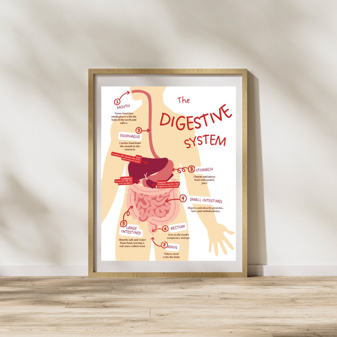 The Digestive System Poster, Anatomy Poster, Classroom Poster, Organs ...