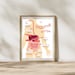 The Digestive System Poster, Anatomy Poster, Classroom Poster, Organs ...
