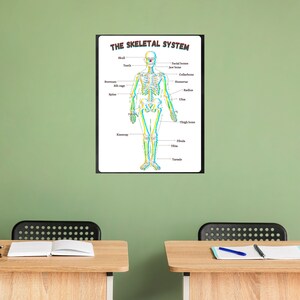The Skeletal System Poster, Anatomy Poster, Educational Print ...