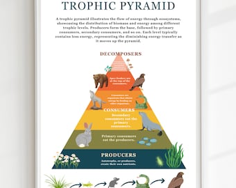 Producers Consumers And Decomposers Pyramid