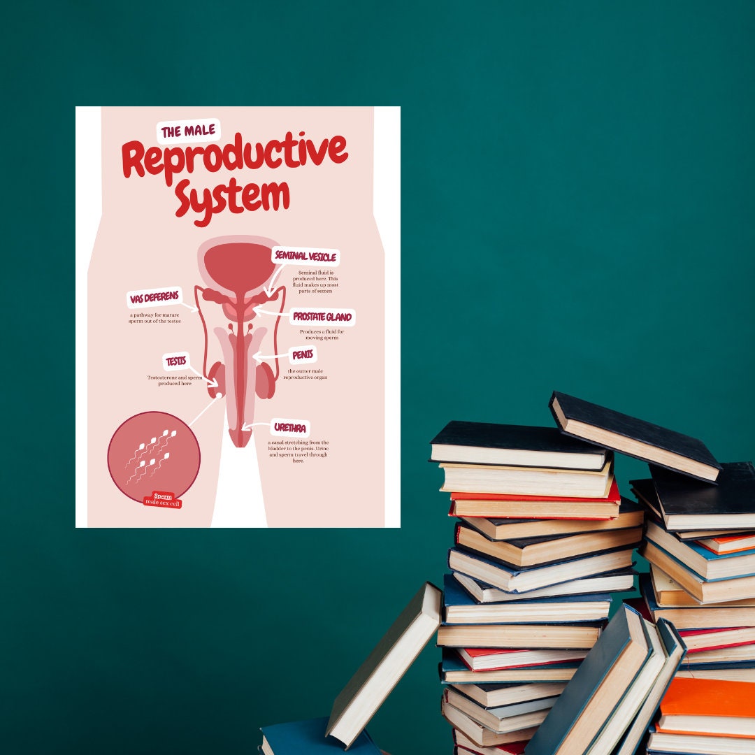 The Reproductive System Poster, Male Reproduction, Anatomy Poster ...