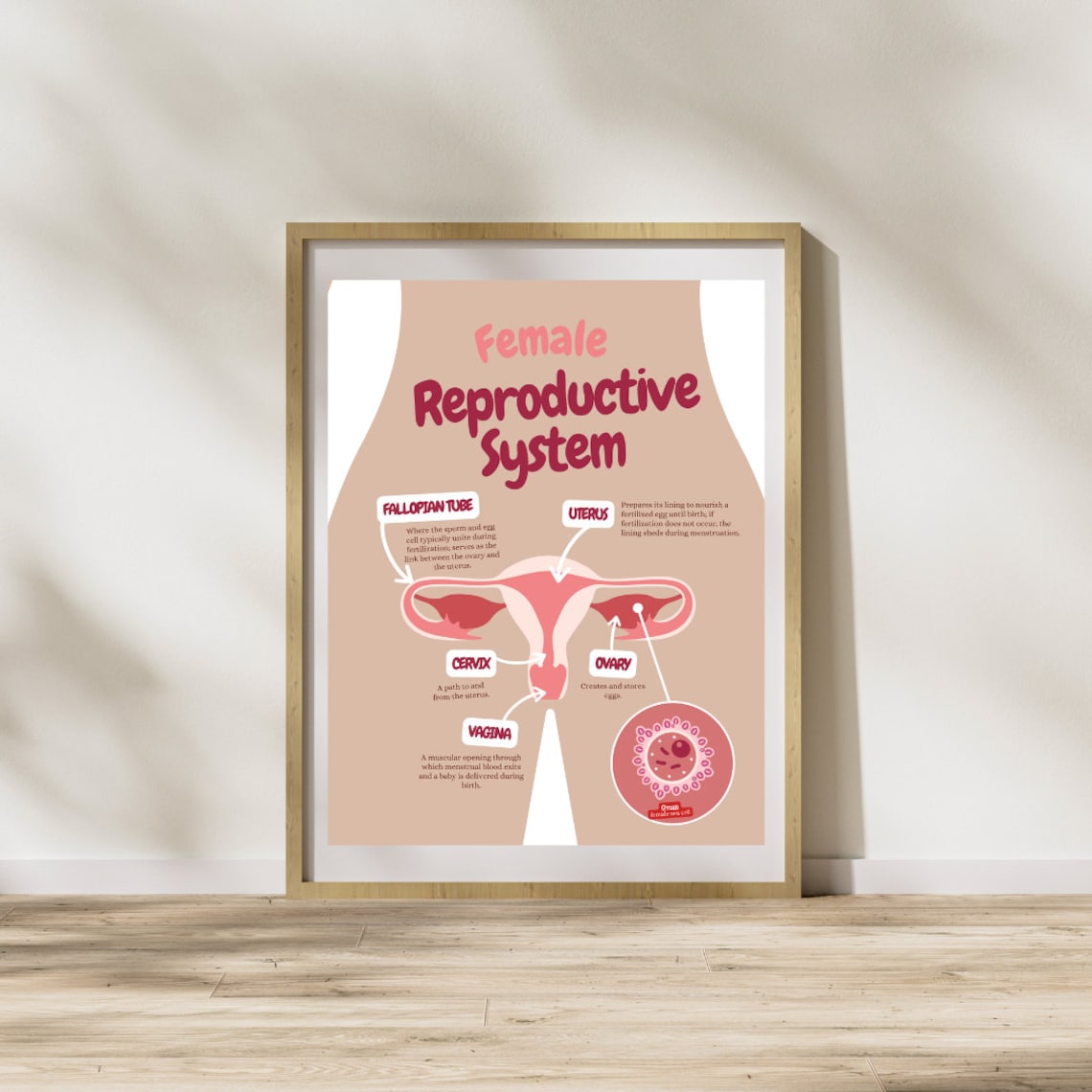 The Reproductive System Poster, Female Reproduction, Anatomy Poster ...