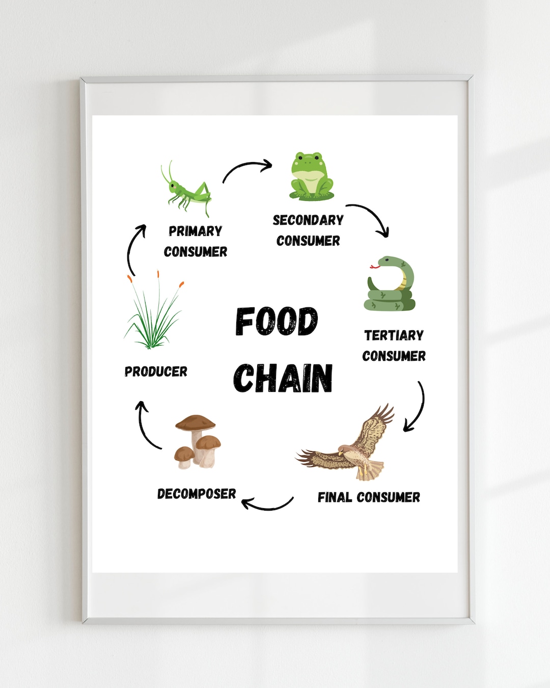 Food Chain Poster,educational Print, Classroom Poster, Anatomy Print ...