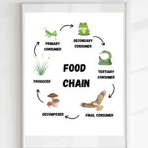 Food Chain Poster,educational Print, Classroom Poster, Anatomy Print ...