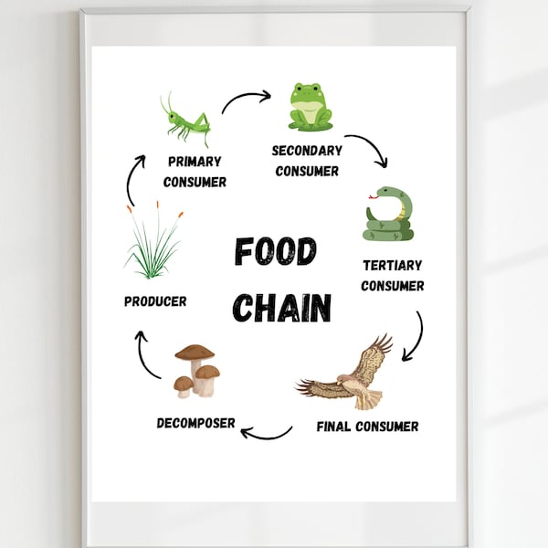 Food Chain Poster - Etsy