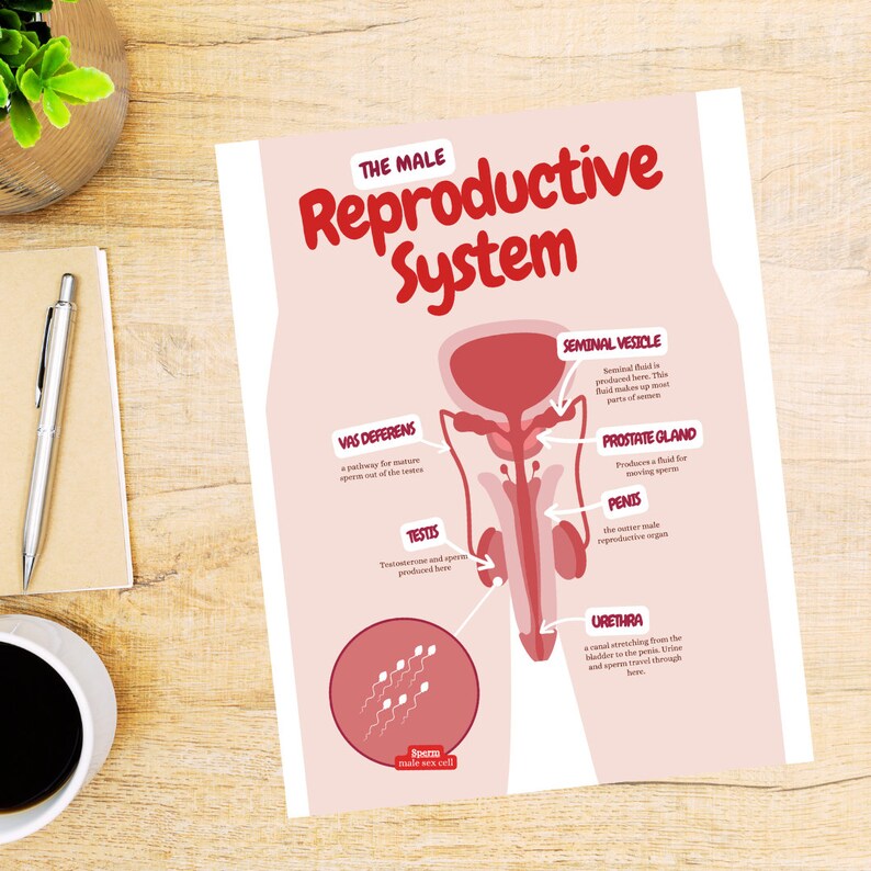 The Reproductive System Poster, Male Reproduction, Anatomy Poster ...