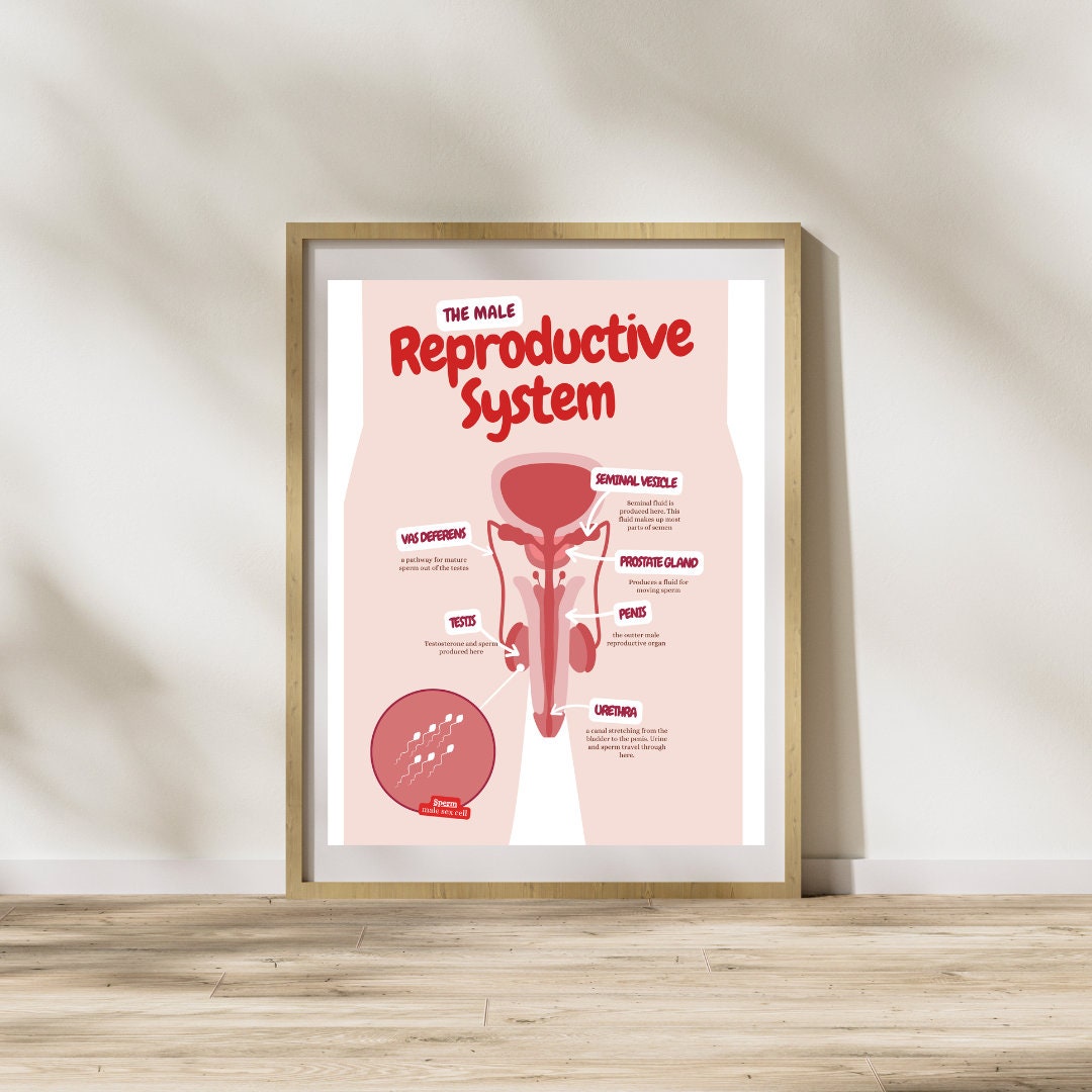 The Reproductive System Poster, Male Reproduction, Anatomy Poster ...