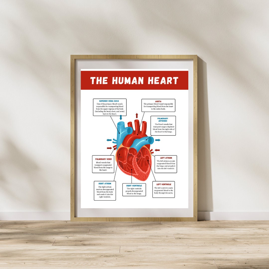 The Human Heart Poster, Anatomy Poster, Classroom Poster, Organs of the ...