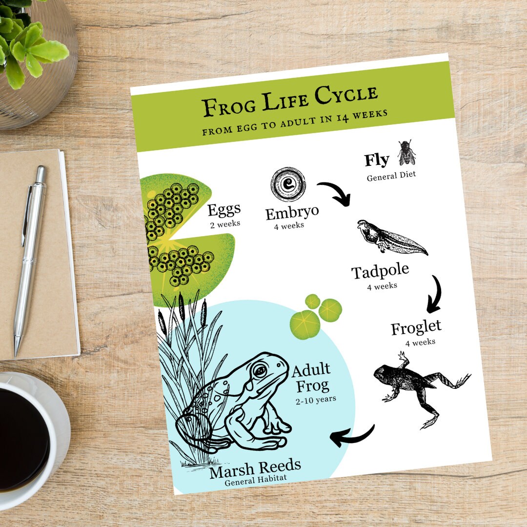 Frog Life Cycle Poster, Tadpole Poster, Biology Poster, Montessori ...