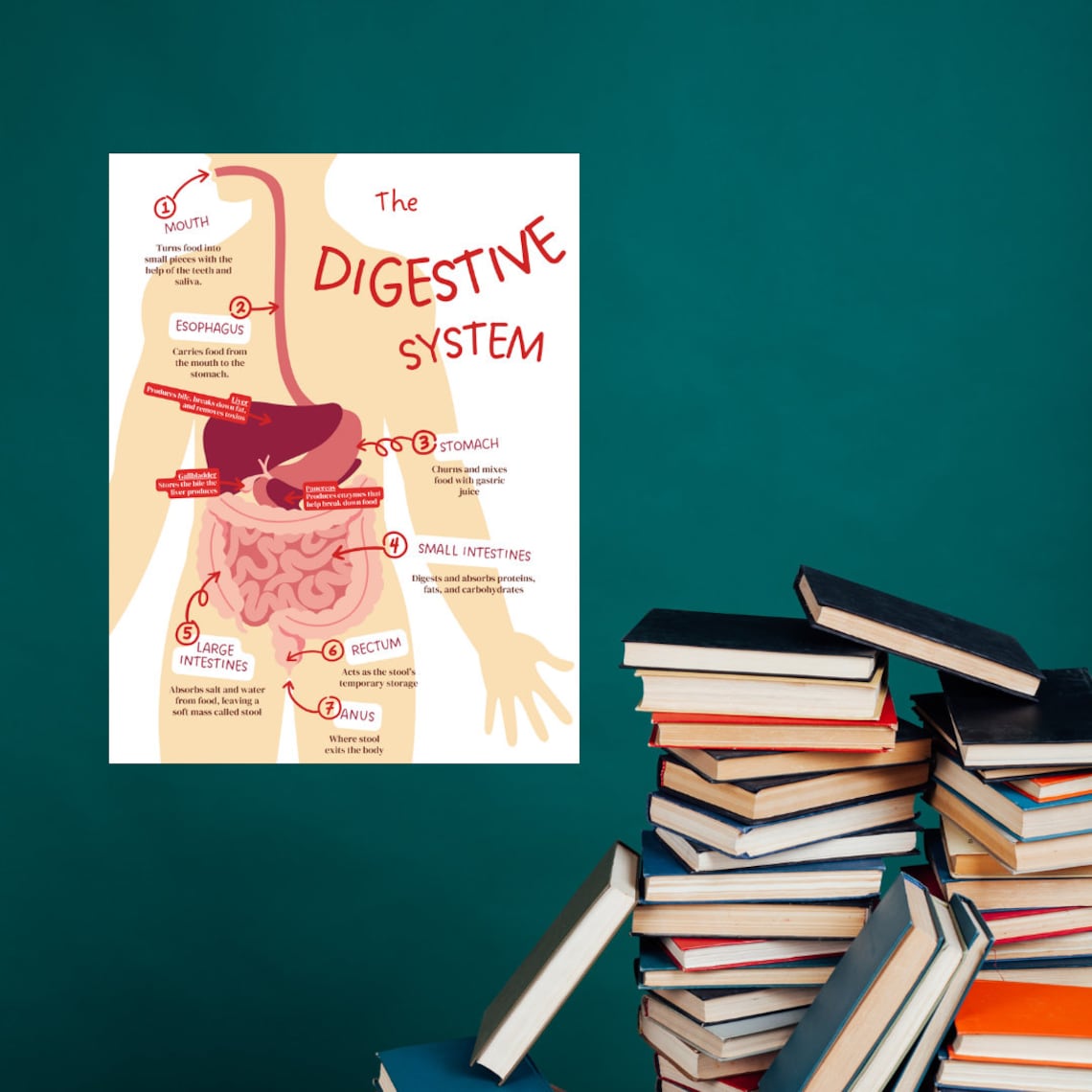 The Digestive System Poster, Anatomy Poster, Classroom Poster, Organs of the Body, Bodily ...