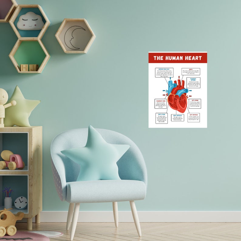 The Human Heart Poster, Anatomy Poster, Classroom Poster, Organs of the ...
