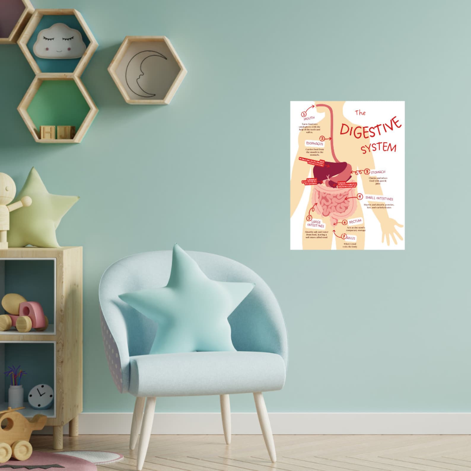 The Digestive System Poster, Anatomy Poster, Classroom Poster, Organs ...