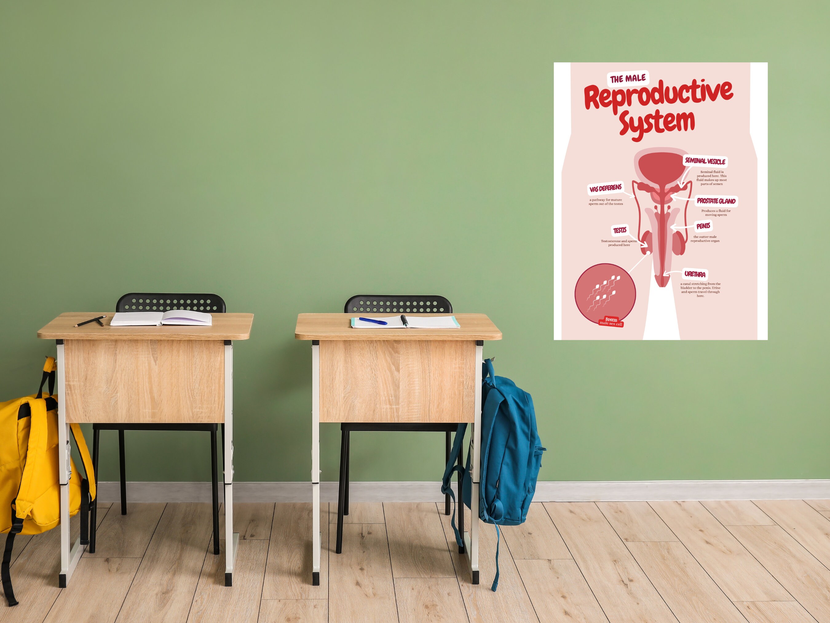The Reproductive System Poster, Male Reproduction, Anatomy Poster ...