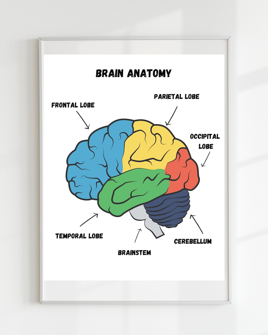 Brain Anatomy Poster,educational Print, Classroom Poster, Anatomy Print ...
