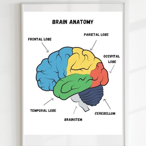 Brain Anatomy Poster,educational Print, Classroom Poster, Anatomy Print ...