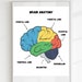 Brain Anatomy Poster,educational Print, Classroom Poster, Anatomy Print ...