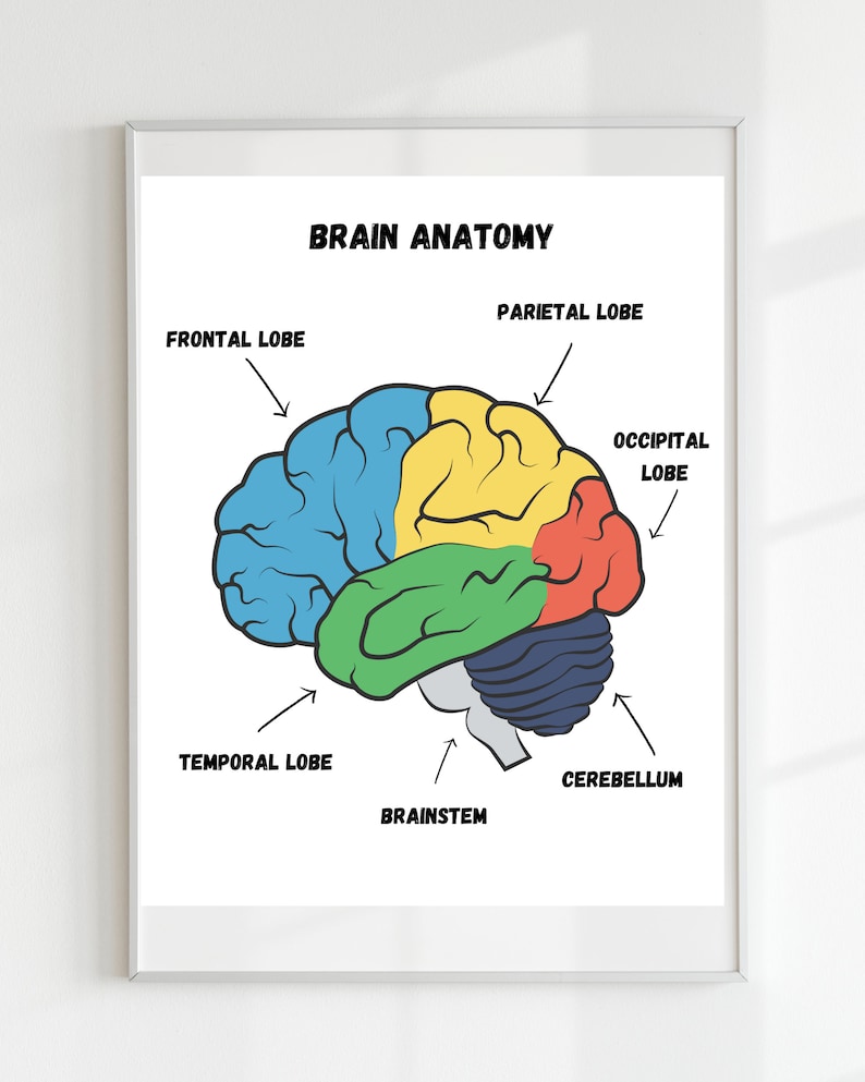 Brain Anatomy Poster,educational Print, Classroom Poster, Anatomy Print ...