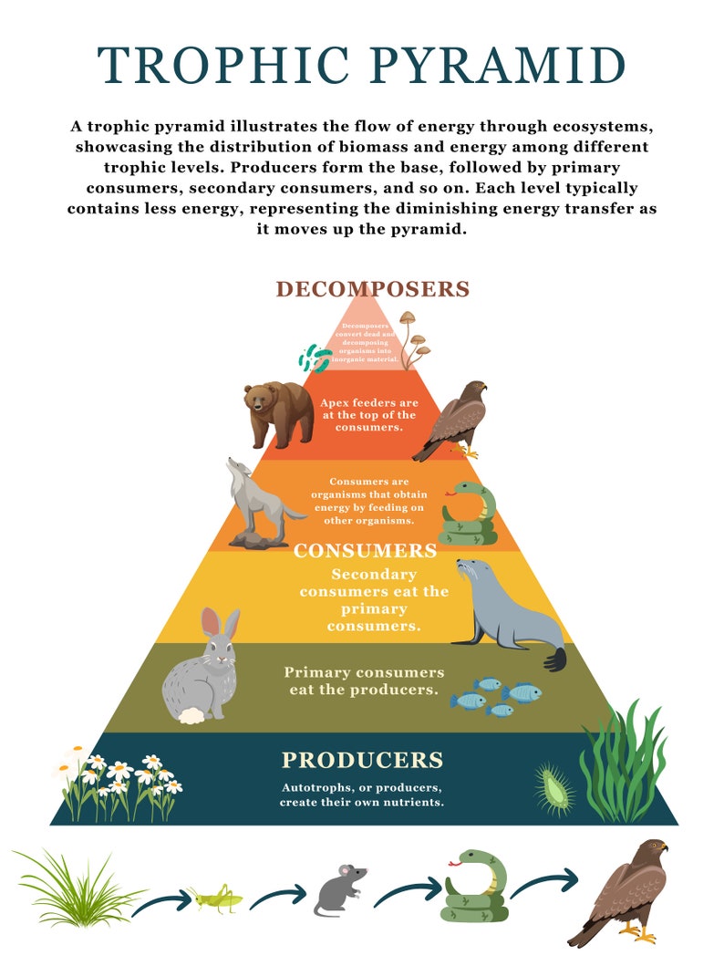 Trophic Pyramid Poster, Food Web Poster, Educational Print, Montessori ...