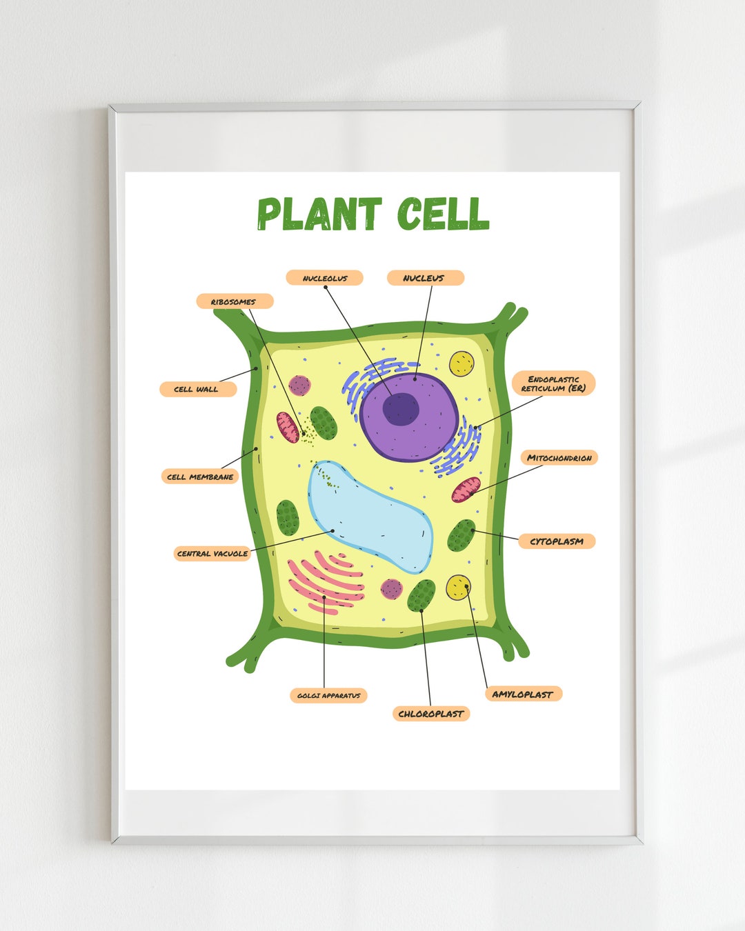 Plant Cell Poster,educational Print, Printable Wall Art, Montessori ...