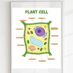 Plant Cell Poster,educational Print, Printable Wall Art, Montessori ...