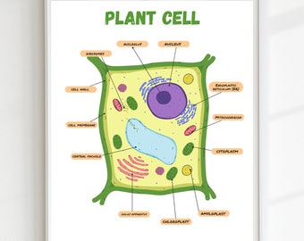 EDUCATIONAL Plant Cell Poster - Etsy