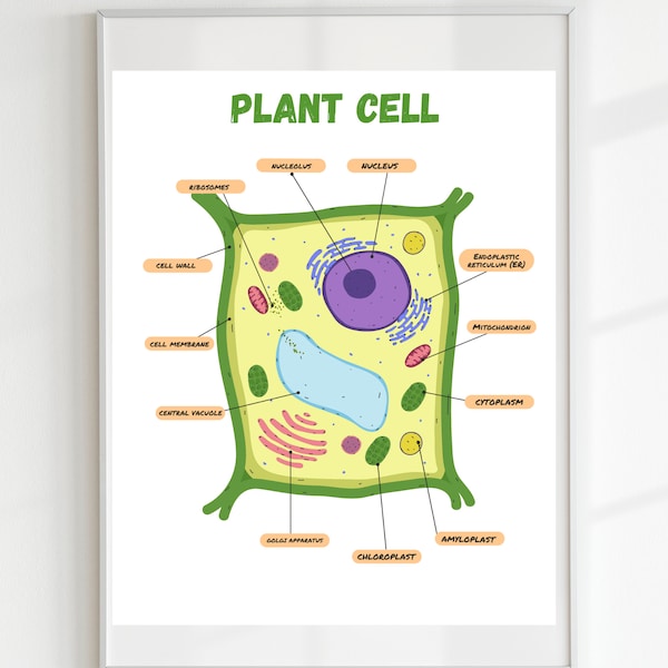 Plant Cell - Etsy