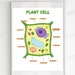 Plant Cell Poster,educational Print, Printable Wall Art, Montessori ...