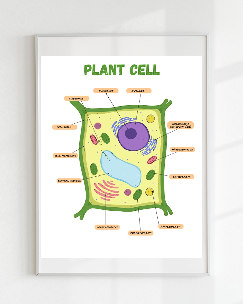 Plant Cell Poster,educational Print, Printable Wall Art, Montessori ...