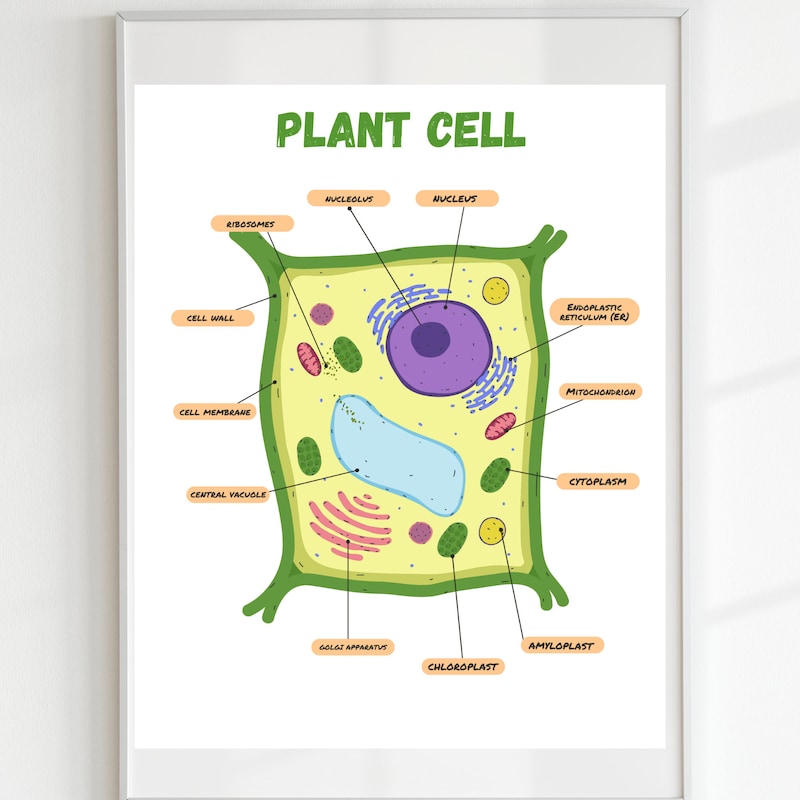 Plant Cell - Etsy