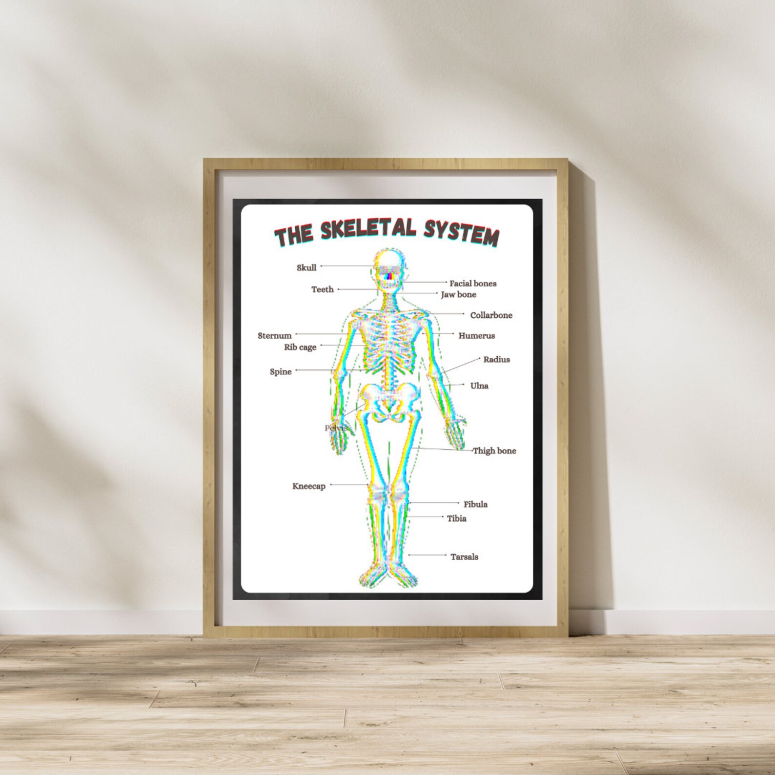 The Skeletal System Poster, Anatomy Poster, Educational Print ...
