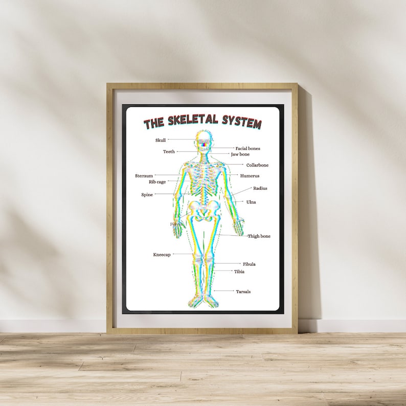 The Skeletal System Poster, Anatomy Poster, Educational Print ...