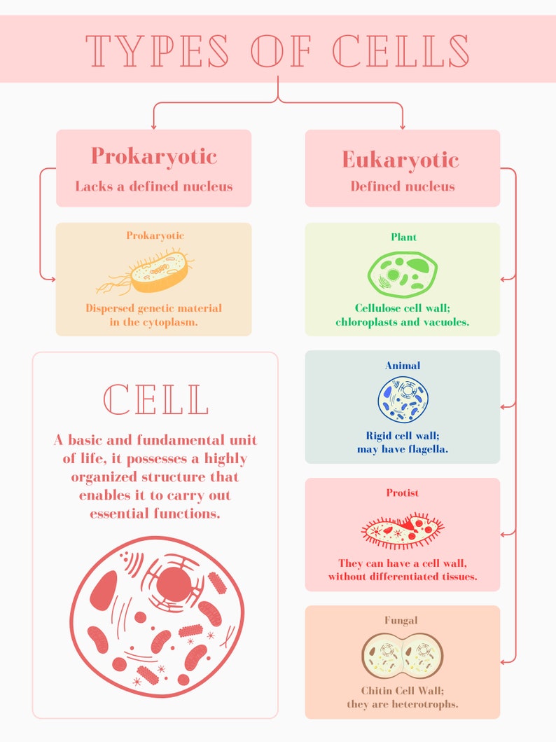 Cell Types Poster, Biology Poster, Educational Print, Montessori ...