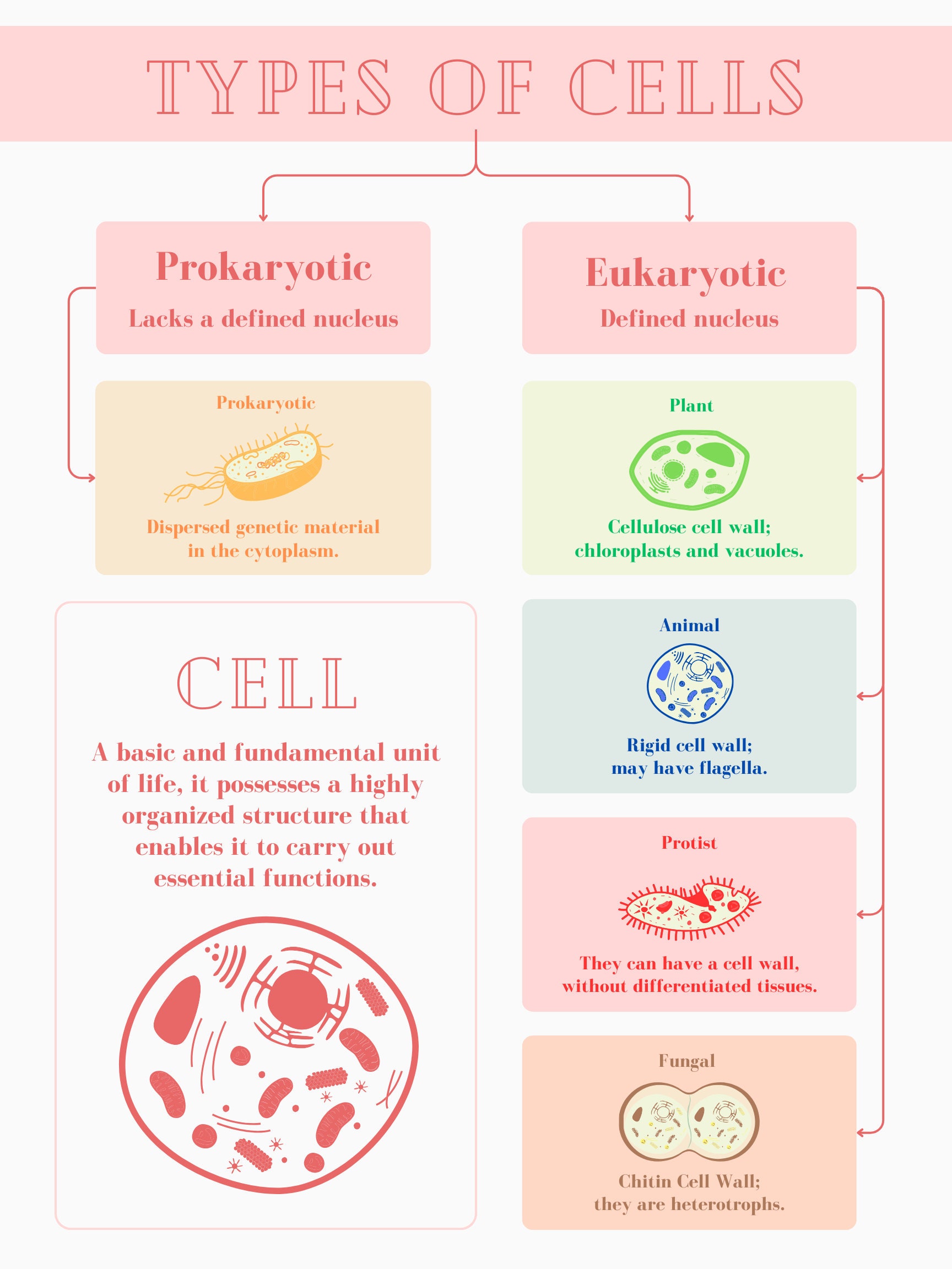 Cell Types Poster, Biology Poster, Educational Print, Montessori ...