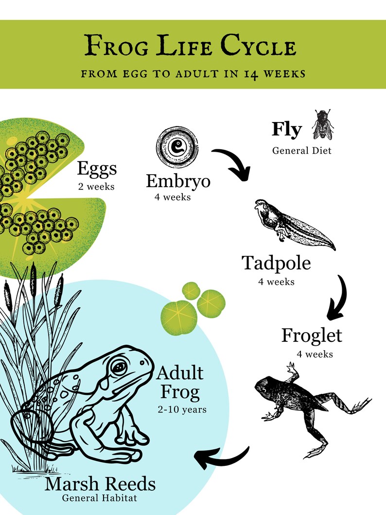 Frog Life Cycle Poster, Tadpole Poster, Biology Poster, Montessori ...