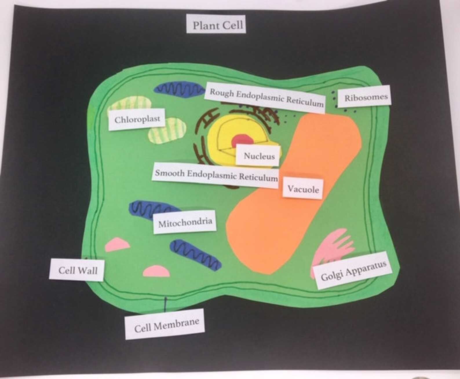 Plant Cell Diagram With Detachable Pieces (10pc), Matching Activity ...