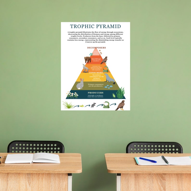 Trophic Pyramid Poster, Food Web Poster, Educational Print, Montessori ...