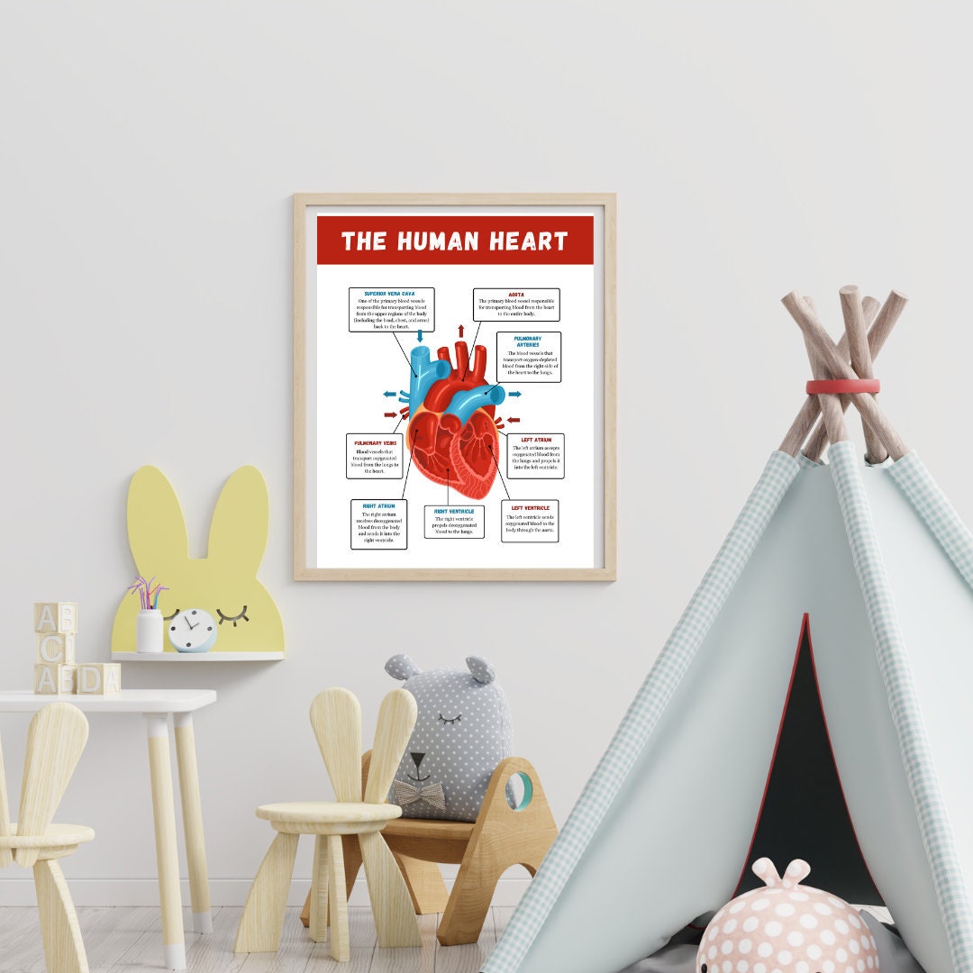 The Human Heart Poster, Anatomy Poster, Classroom Poster, Organs of the ...