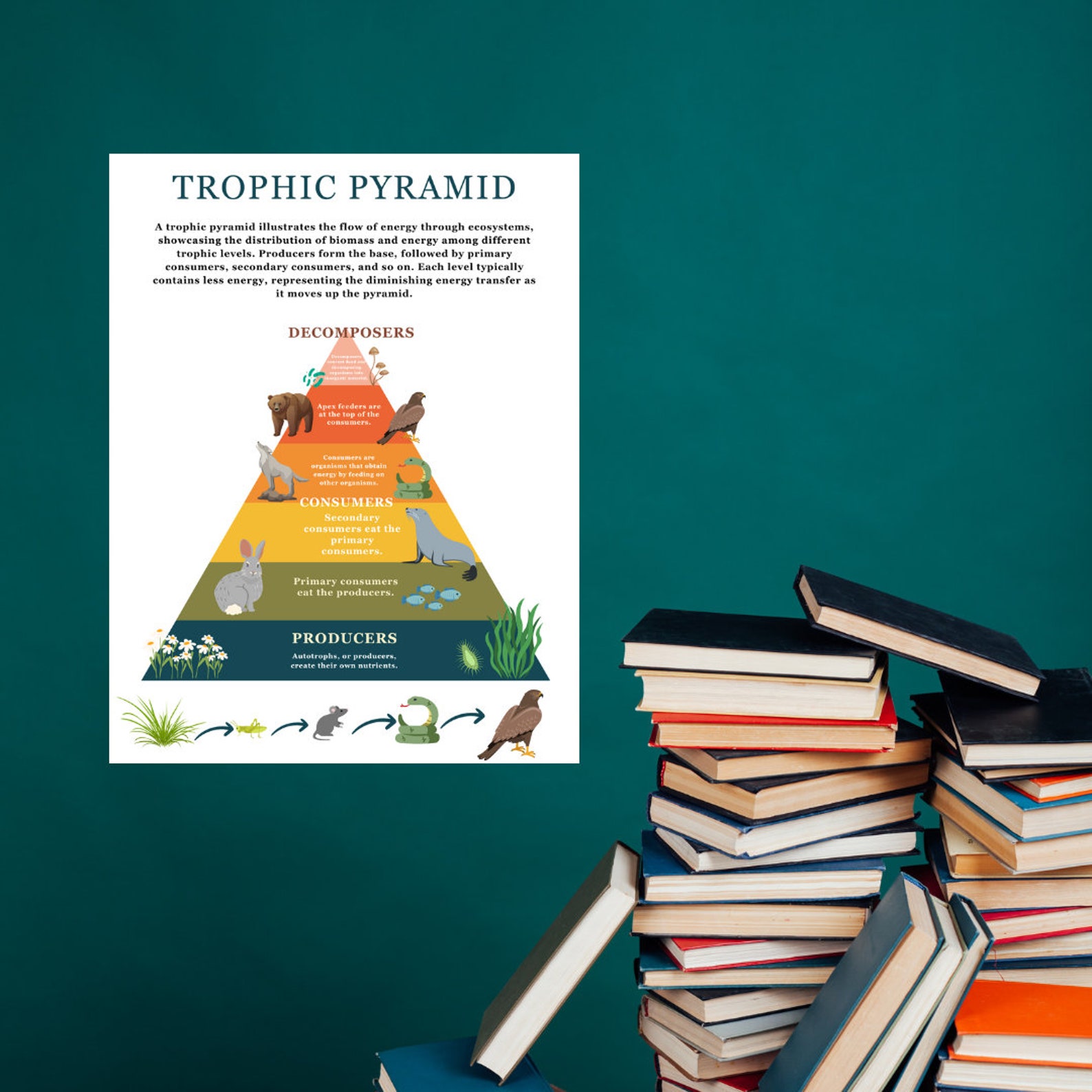 Trophic Pyramid Poster, Food Web Poster, Educational Print, Montessori ...