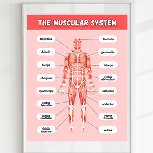 The Muscular System Poster, Anatomy Poster, Classroom Poster, Muscles ...