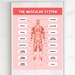 The Muscular System Poster, Anatomy Poster, Classroom Poster, Muscles ...