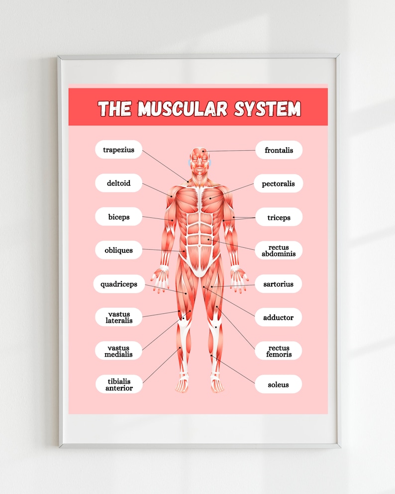 The Muscular System Poster, Anatomy Poster, Classroom Poster, Muscles ...