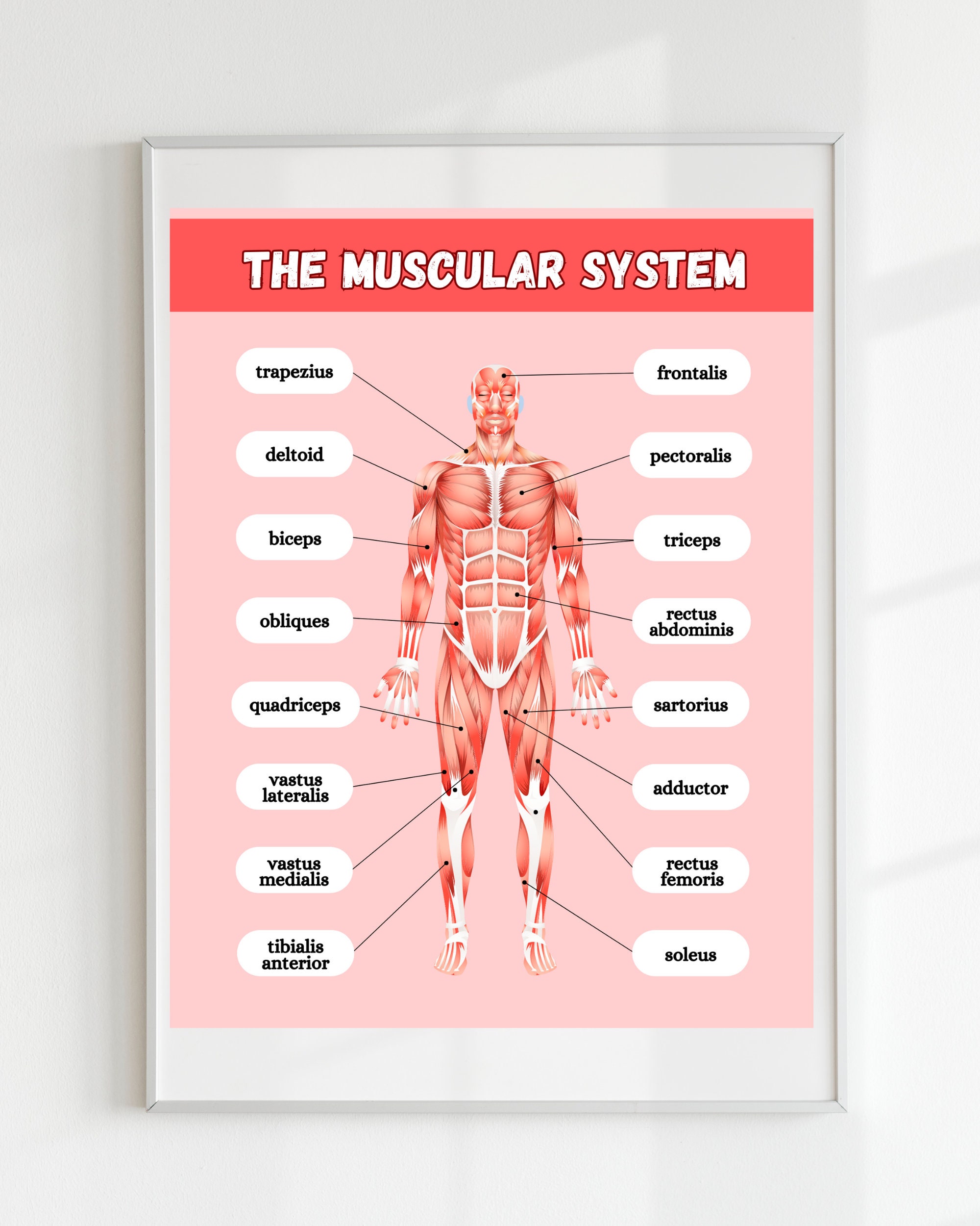 The Muscular System Poster, Anatomy Poster, Classroom Poster, Muscles ...