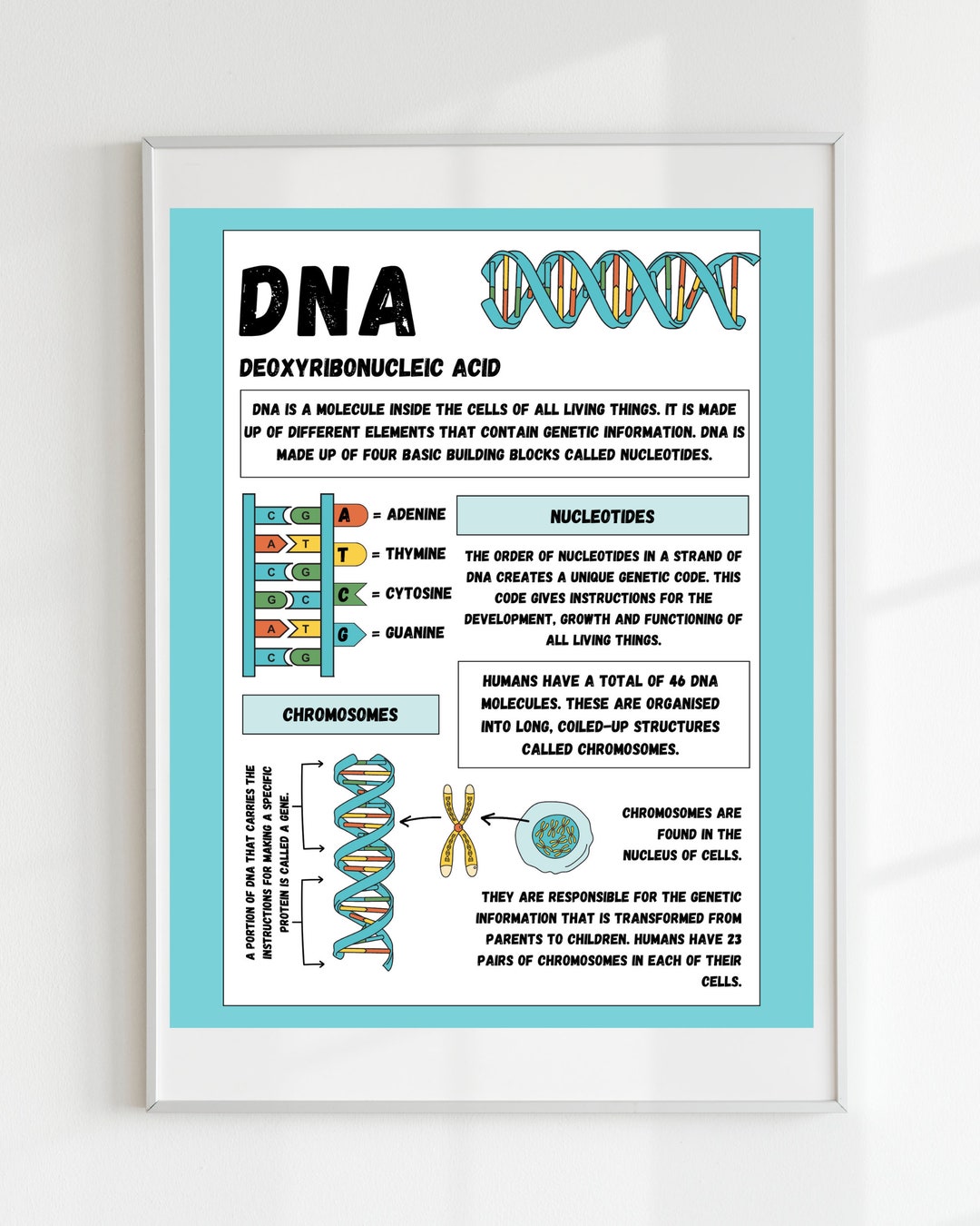 DNA Biology Poster, Education Print, Classroom Art Poster, DIGITAL ...